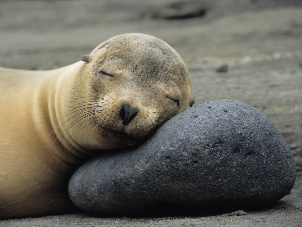 How Quality Sleep makes you more Smart & Creative? - Chintan Jain